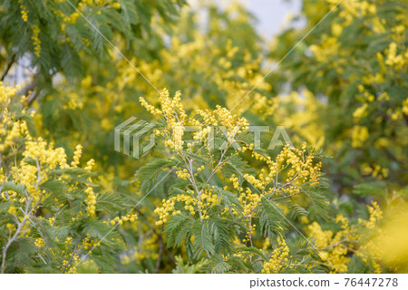 Mimosa Like Plant Yellow Flowers | Best Flower Site