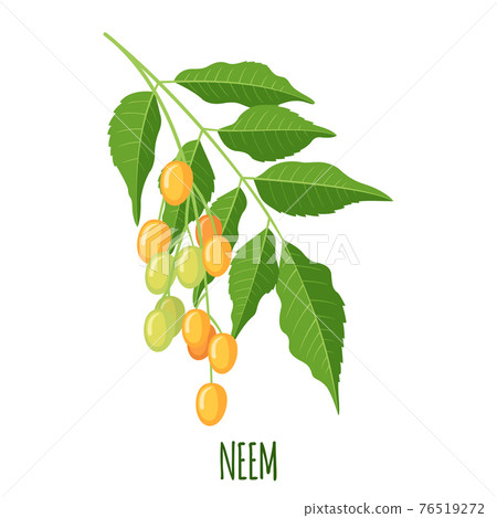 Vector Neem or nimtree in flat style isolated... - Stock Illustration ...