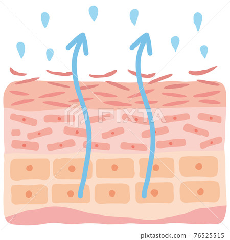 Dry skin skin map beauty - Stock Illustration [76525515] - PIXTA