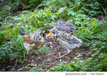 Thrush fieldfare, Turdus pylaris, feeds the... - Stock Photo [76530687 ...