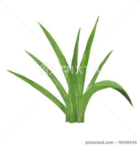 Citronella hand-drawn illustration - Stock Illustration [76596430] - PIXTA