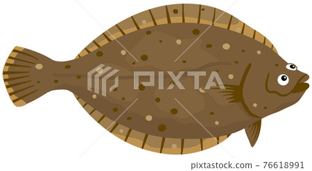 righteye flounder, fish, fishes - Stock Illustration [76618991] - PIXTA