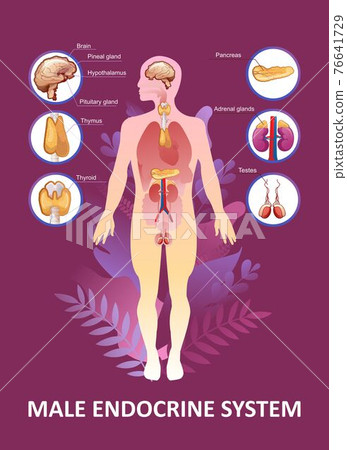 human endocrine system organs poster - Stock Illustration [76641729 ...