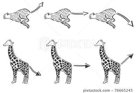 Wild animal tail arrow set hand-painted line... - Stock Illustration ...