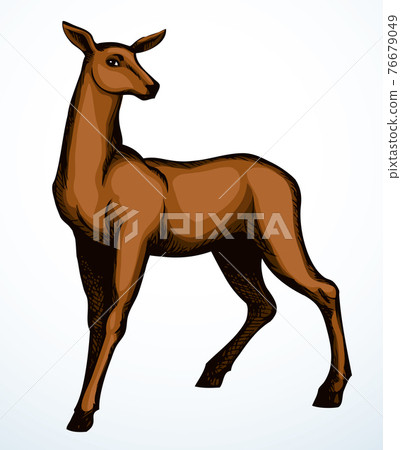 Female Deer Drawing
