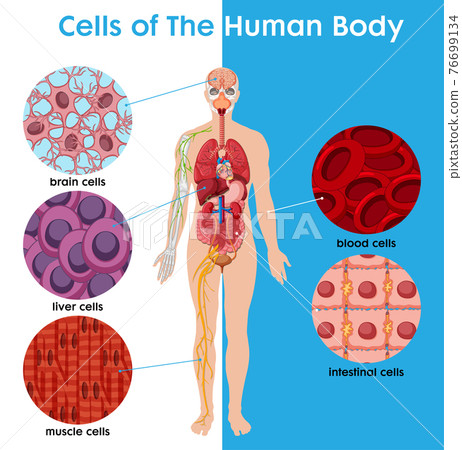 Cell of the human Body poster-插圖素材 [76699134] - PIXTA圖庫