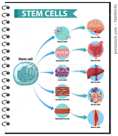 Illustration of the Human Stem Cell... - Stock Illustration [76699540 ...