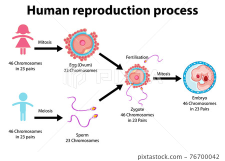 Reproduction Process of Human infographic - Stock Illustration ...