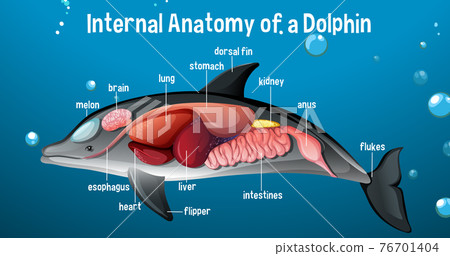 Internal Anatomy of a Dolphin with label - Stock Illustration [76701404 ...