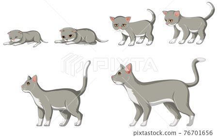 Cat growth stage on white background - Stock Illustration [76701656 ...