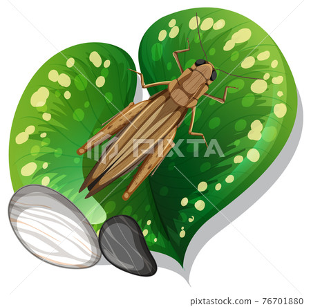 Top view of grasshopper on a leaf isolated - Stock Illustration ...