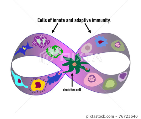 Cells of innate and adaptive immunity.The... - Stock Illustration ...