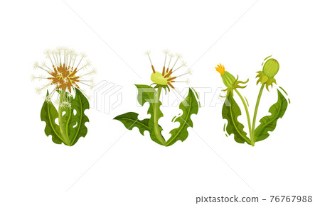 Dandelion Flowering Plant with Round Tufted... - Stock Illustration ...