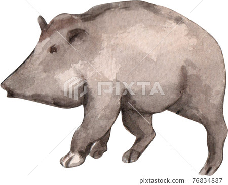 Wild boar watercolor - Stock Illustration [76834887] - PIXTA