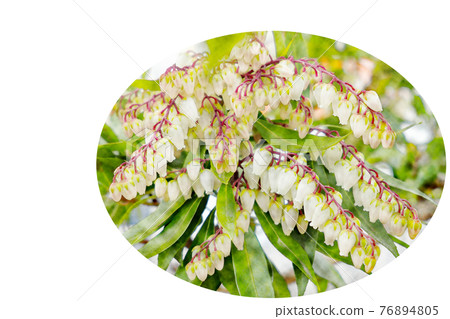White flower "Japanese andromeda" that bloomed... - Stock Illustration ...