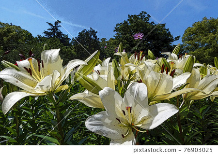 Yuri - Stock Illustration [76903025] - PIXTA