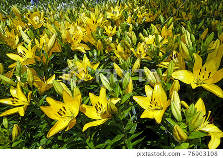 Yuri - Stock Illustration [76903108] - PIXTA