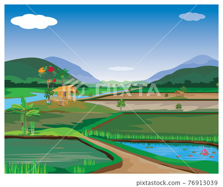 paddy field vector design - Stock Illustration [76913039] - PIXTA