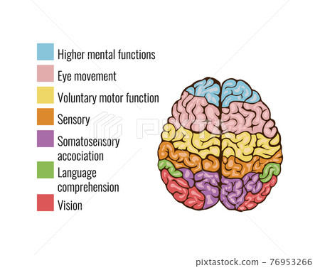 Human Brain Parts Composition - Stock Illustration [76953266] - PIXTA