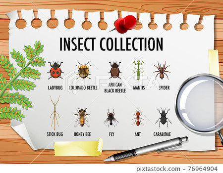 Set of insect collection with stationary... - Stock Illustration ...