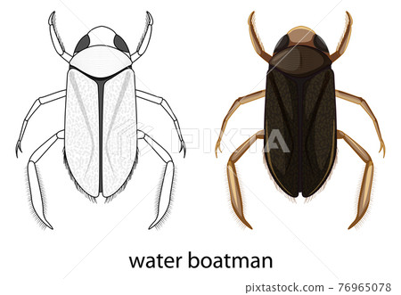 Water boatman in colour and doodle isolated - Stock Illustration ...
