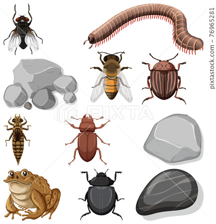 Different types of insect with nature elements - Stock Illustration ...