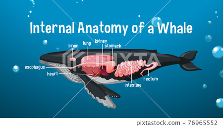 Internal Anatomy of a Whale with label - Stock Illustration [76965552 ...