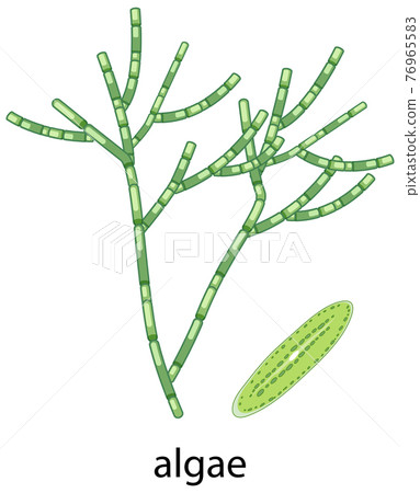 Algae cartoon style on white background - Stock Illustration [76965583 ...
