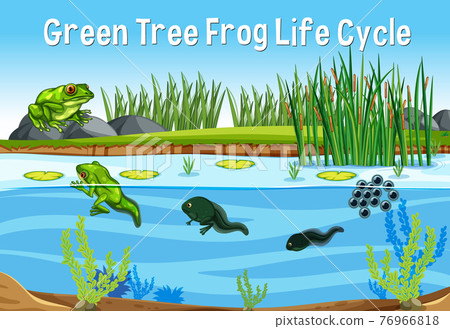 Green Tree Frog Life Cycle - Stock Illustration [76966818] - PIXTA