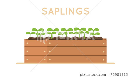Sapling in wooden box. Vector design... - Stock Illustration [76981513 ...