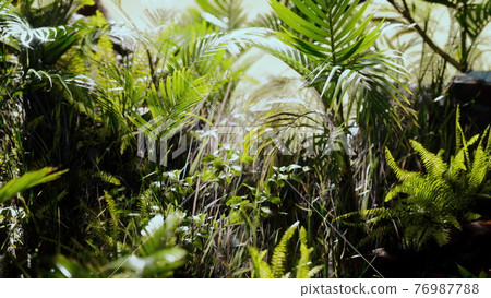 close up jungle grass and plants - Stock Illustration [76987788] - PIXTA