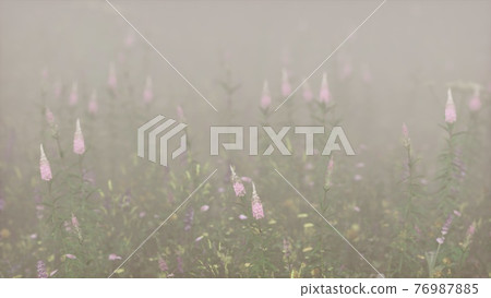 wild field flowers in deep fog - Stock Illustration [76987885] - PIXTA