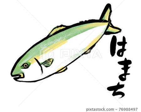 Watercolor style hamachi and brush letters - Stock Illustration ...