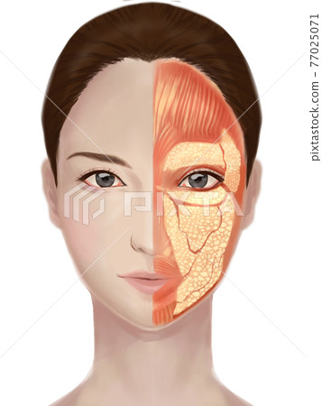 Anatomical drawing of a woman's face - Stock Illustration [77025071 ...