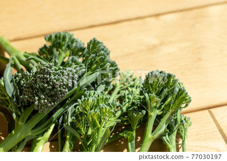 Stem broccoli stick senor (March) - Stock Photo [77030197] - PIXTA
