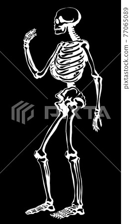 Human skeleton. Vector schematic drawing - Stock Illustration [77065089 ...