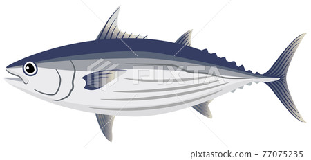 Skipjack / Bonito - Stock Illustration [77075235] - PIXTA