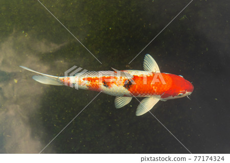 Real Koi Fish Side View