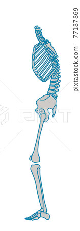 Elderly stoop posture - Stock Illustration [77187869] - PIXTA