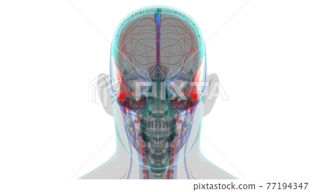 Human Skeleton Skull Temporal Bone Anatomy For... - Stock Illustration ...