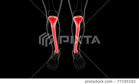 Human skeleton anatomy Tibia Bone 3D Rendering - Stock Illustration ...