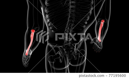 Human skeleton anatomy Radius Bone 3D Rendering... - Stock Illustration ...