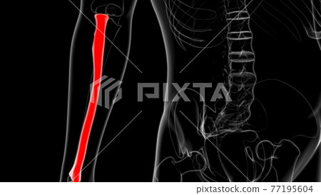 Human skeleton anatomy Radius Bone 3D Rendering - Stock Illustration ...