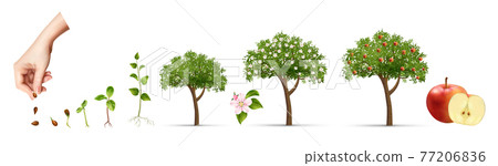 Apple Life Stage Set - Stock Illustration [77206836] - PIXTA