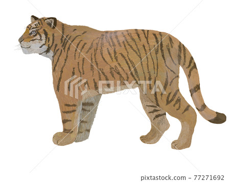 Tiger facing right side _ Real touch _ Side - Stock Illustration ...