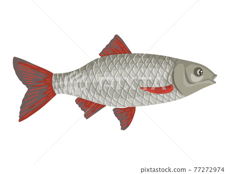 Roach fish, gray river fish, edible prey after... - Stock Illustration ...