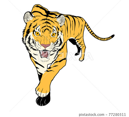 Howling tiger illustration color - Stock Illustration [77280311] - PIXTA