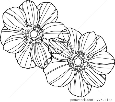 anemone, windflower, line drawing - Stock Illustration [77322128] - PIXTA