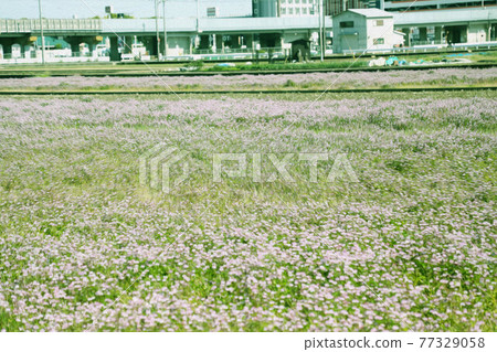 Muko City, Kyoto Prefecture - Stock Illustration [77329058] - PIXTA