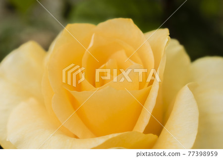 Yellow Queen Elizabeth Rose